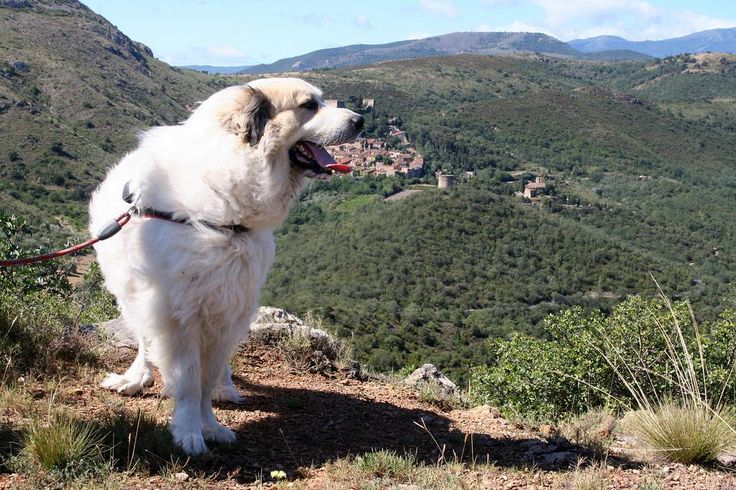 Foto Del Perro Aidi Y