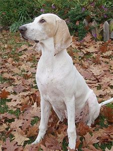 sabueso Billy - Razas de perros - webanimales.com