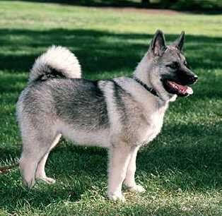 cazador de alces noruego gris - Razas de perros - webanimales.com