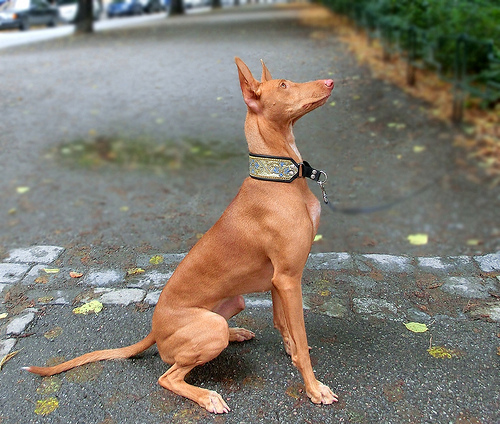 Perro del faraón - Razas de perros - webanimales.com