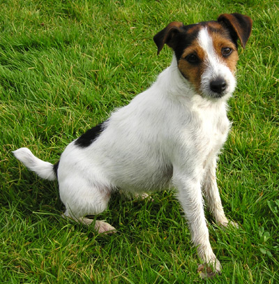 Fotos de Terrier Parson Russell - Perros - webanimales.com