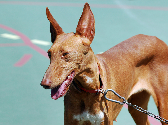 Podenco Canario - Razas de perros - webanimales.com