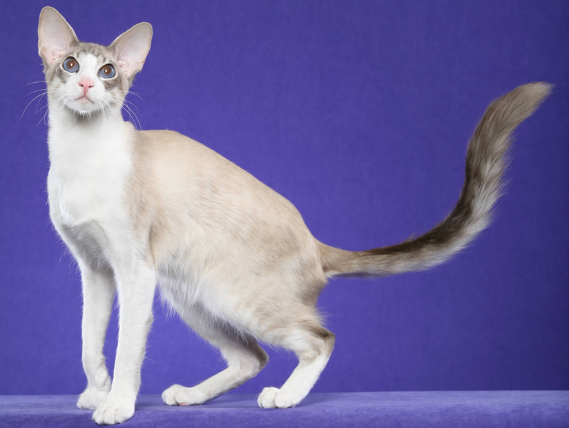 Balinés - Razas de gatos - webanimales.com