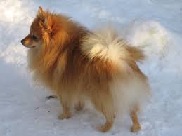 spitz alemán pequeño - Razas de perros - webanimales.com