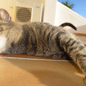 Consejos de reproducción y cría para gatos webanimales.com