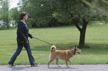 Cuándo empezar a pasear a mi perro | webanimales.com