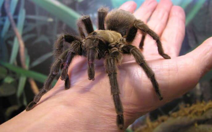 Cómo alimentar a una tarántula | webanimales.com