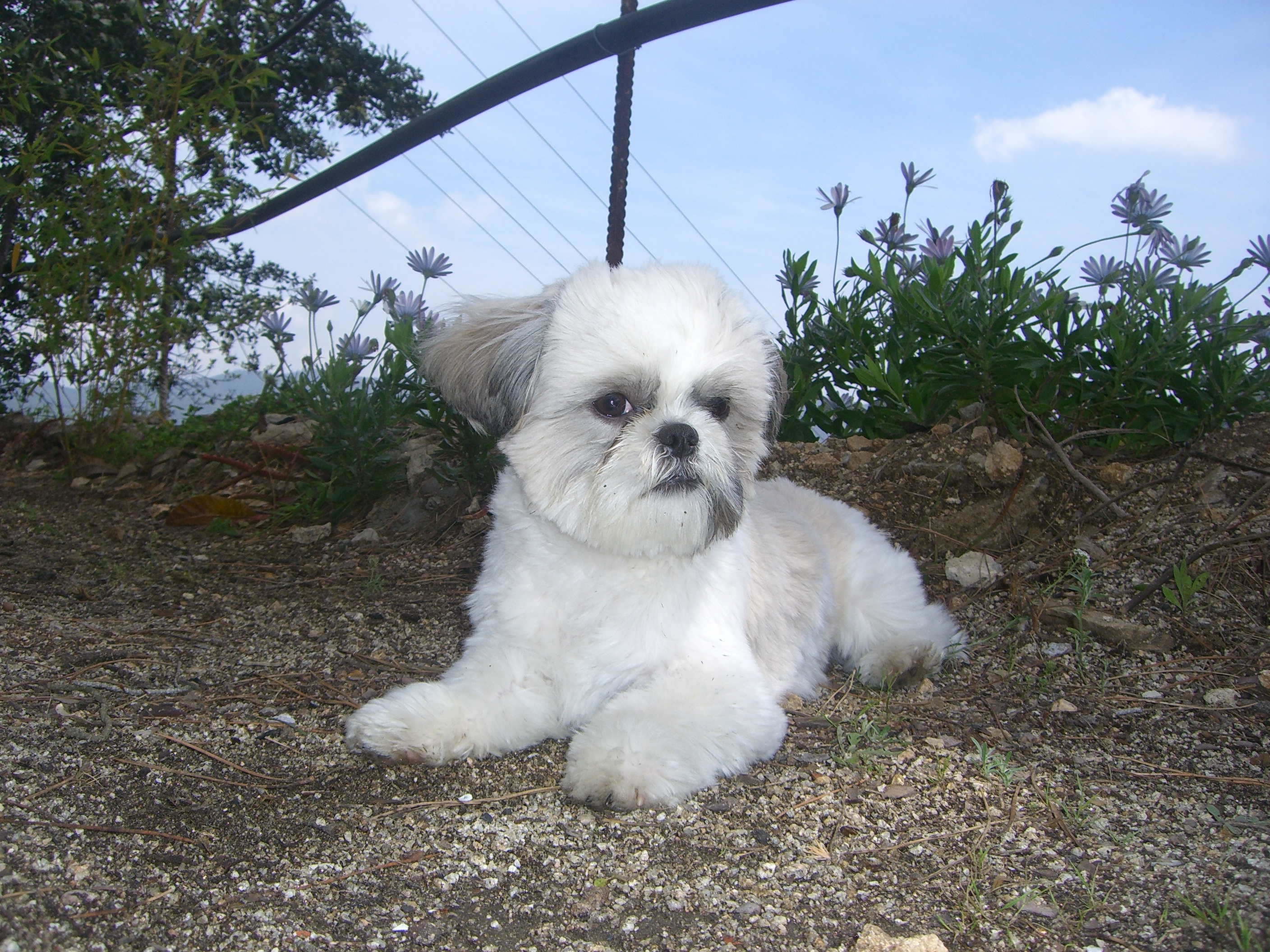 Fotos de Shih Tzu - Perros - webanimales.com