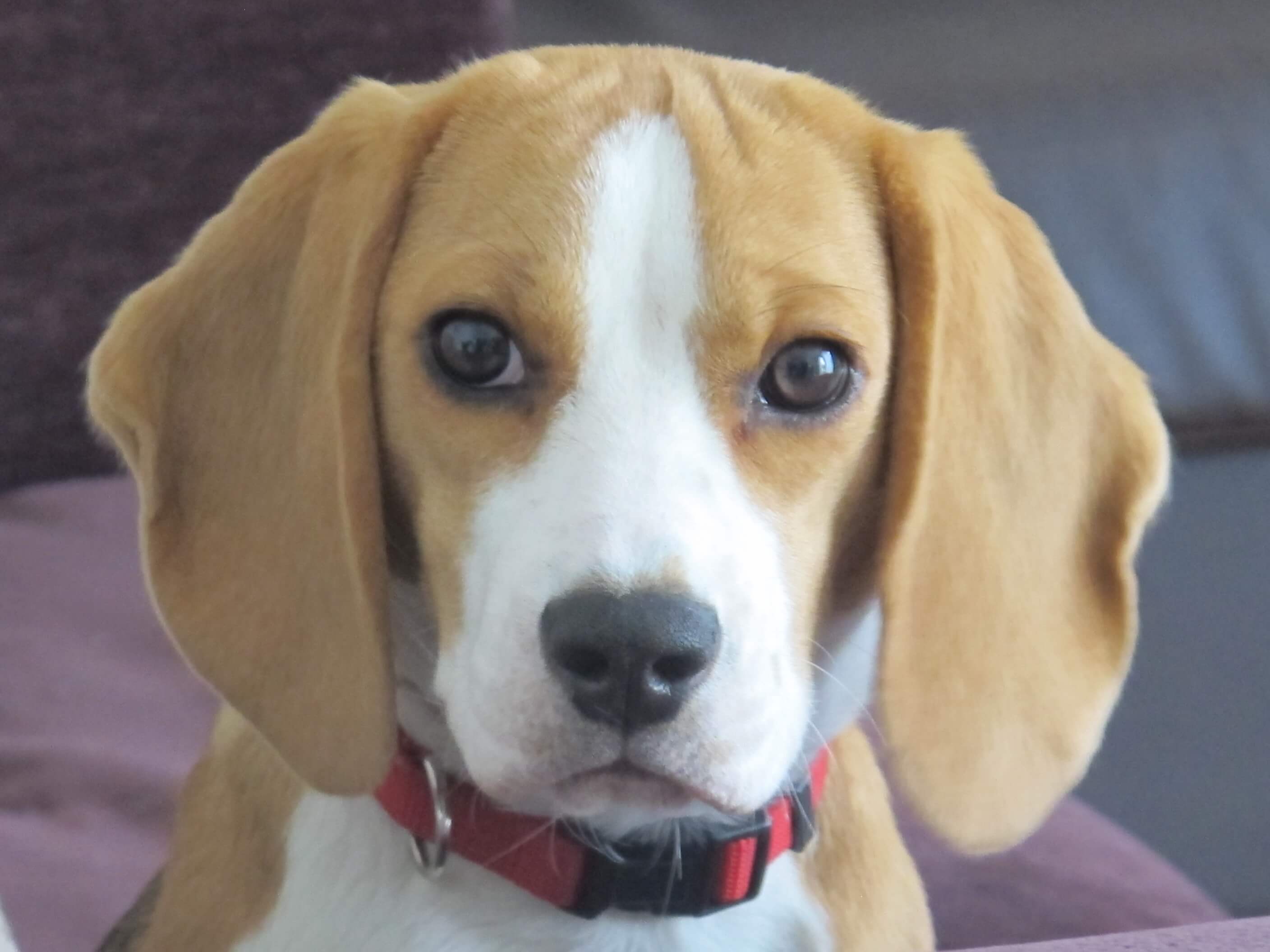 Fotos de Beagle - Perros - webanimales.com