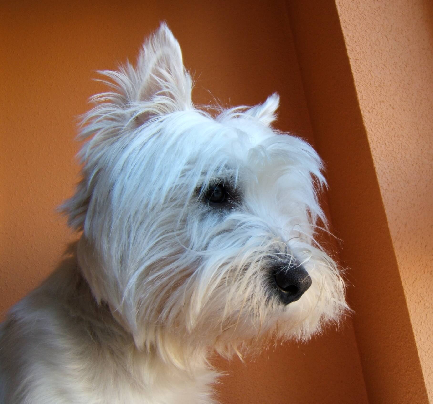 Fotos de Terrier Blanco De West Highland – Westy – Westie - Perros ...