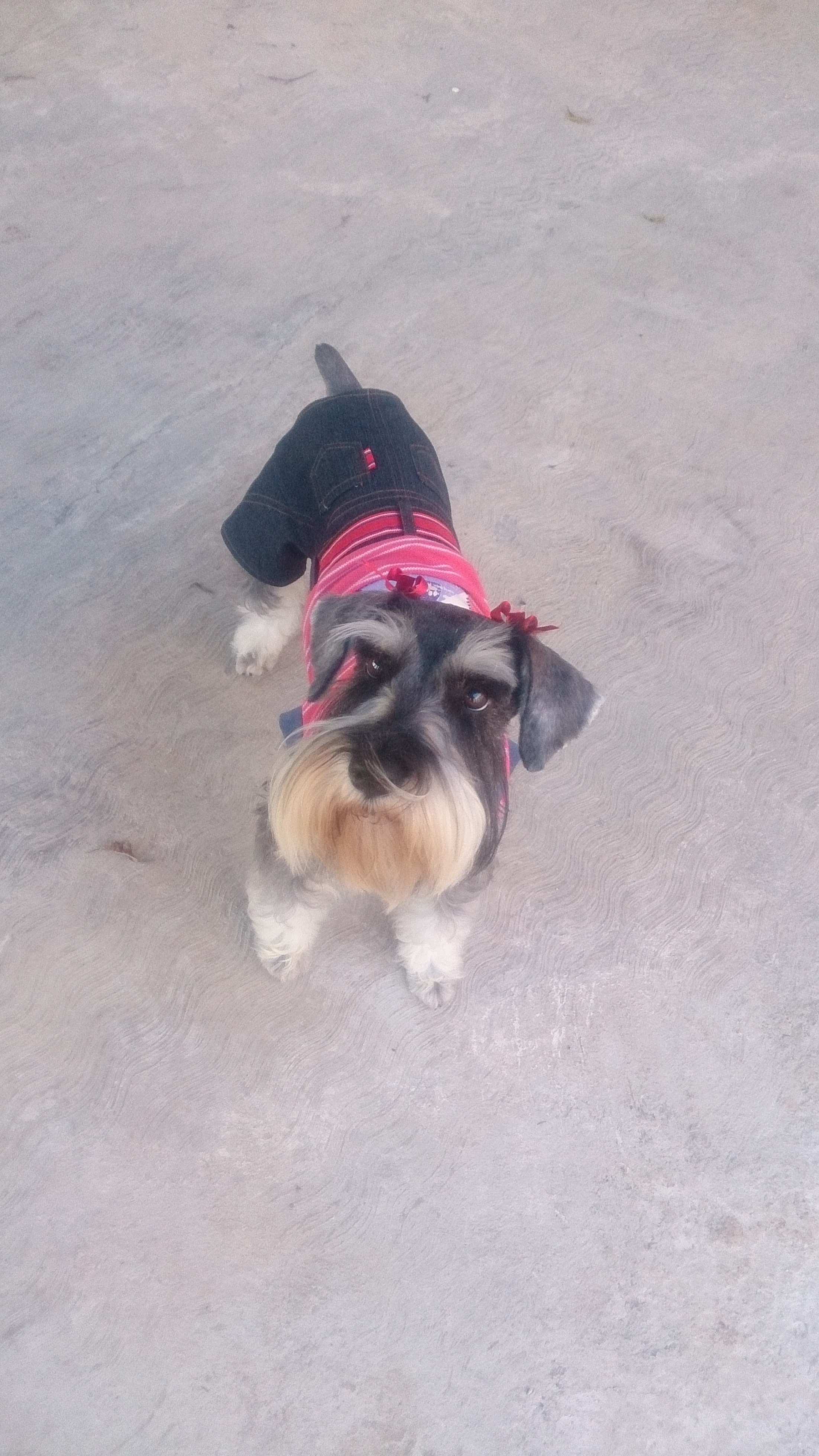 Fotos de Schnauzer EstÁndar - Perros - webanimales.com
