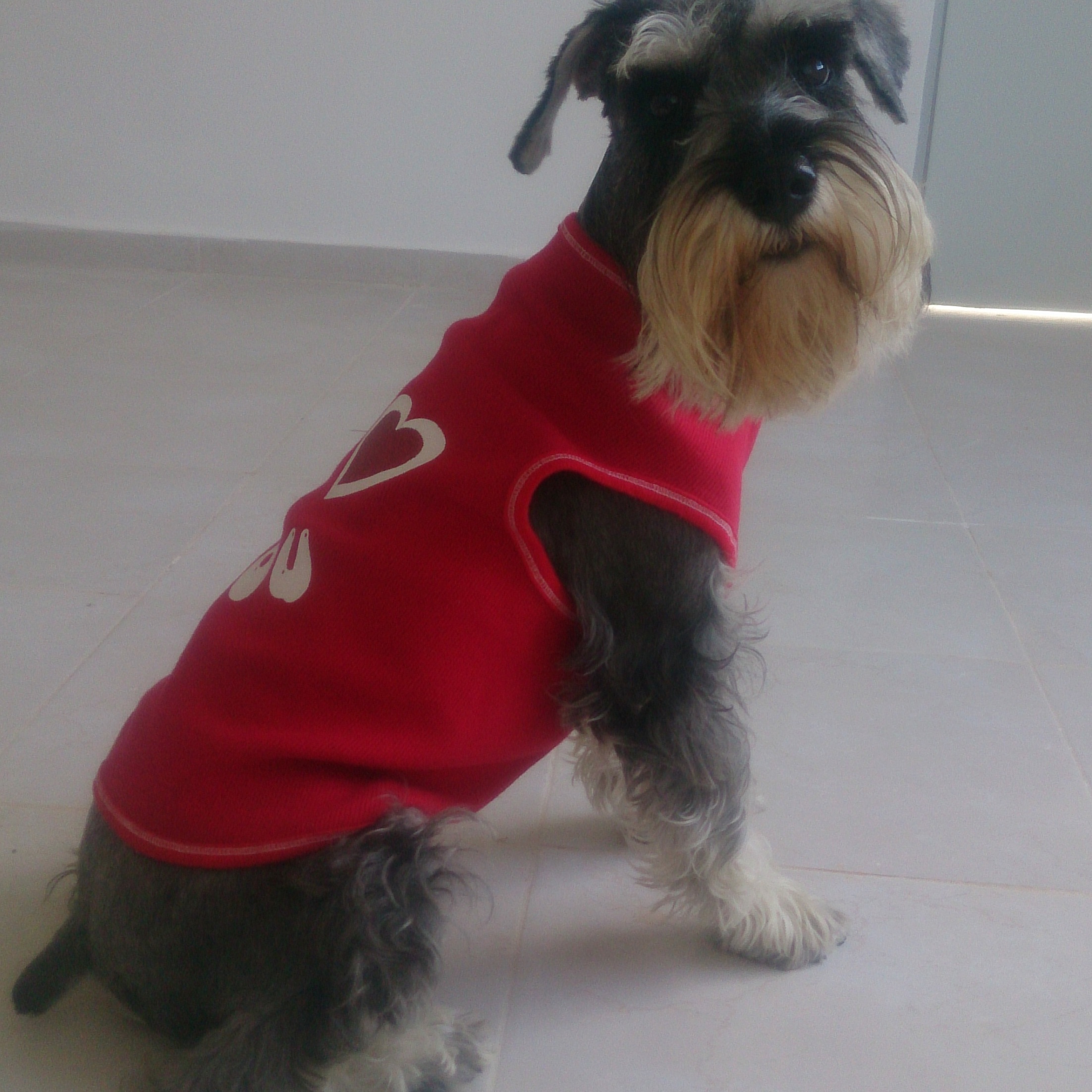 Fotos de Schnauzer EstÁndar - Perros - webanimales.com
