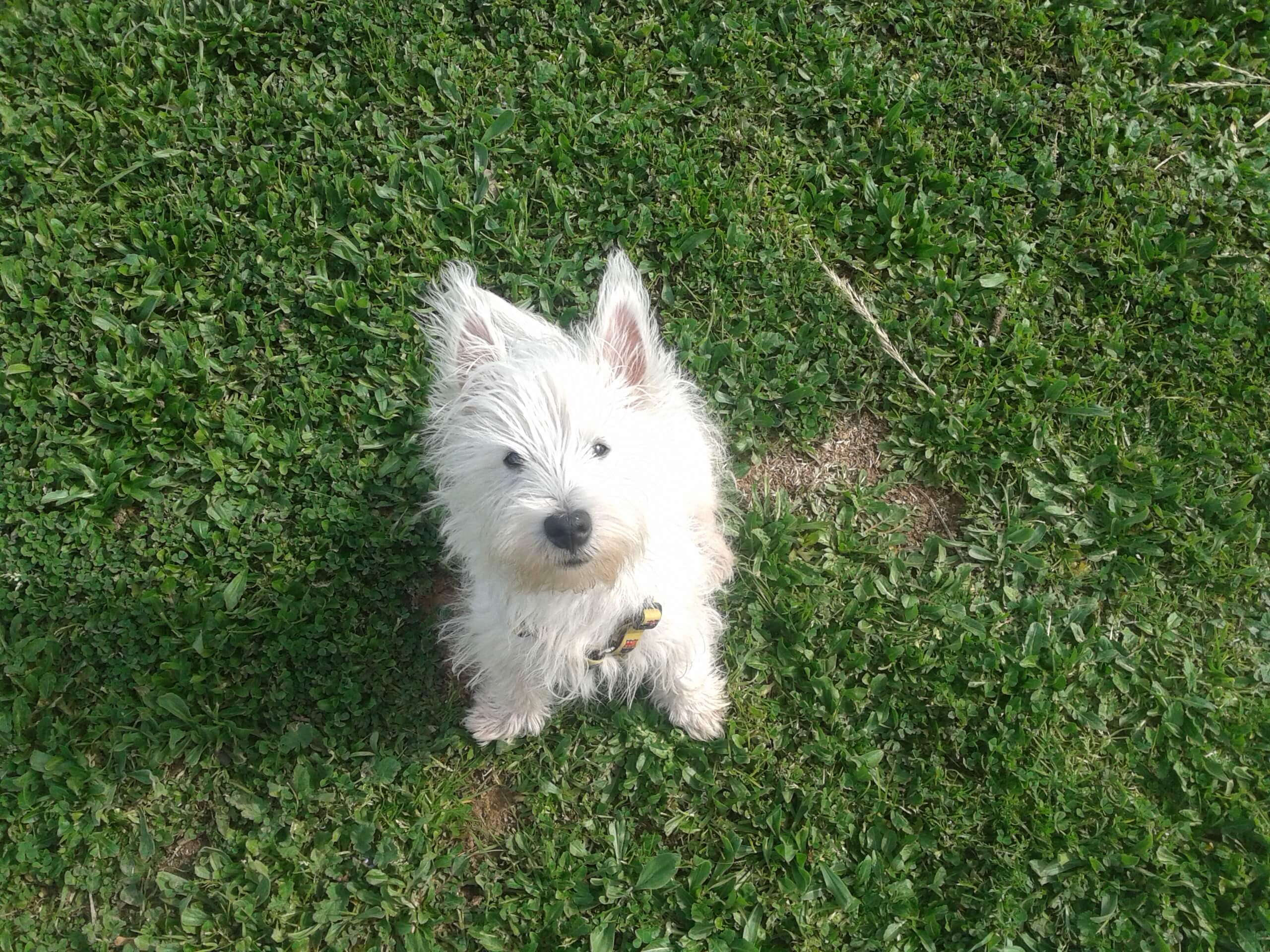 Fotos de Terrier Blanco De West Highland – Westy – Westie - Perros ...