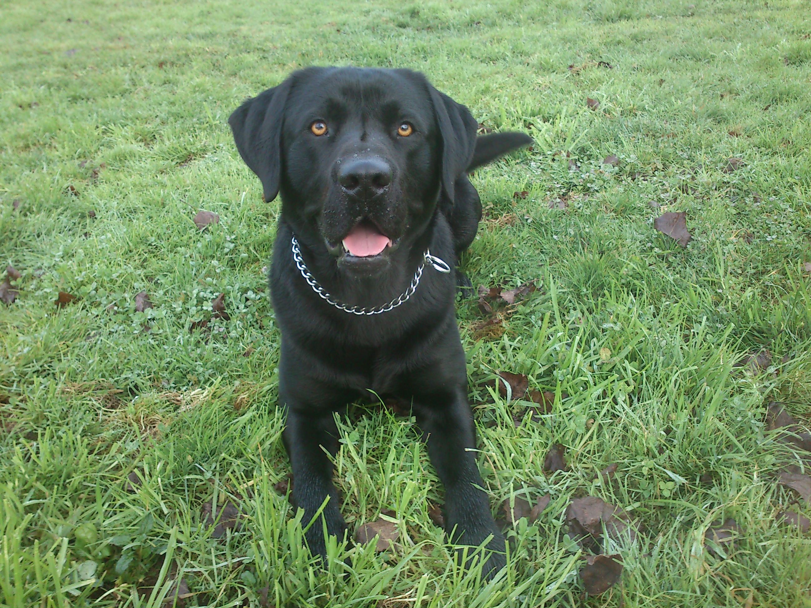 Fotos de Labrador Retriever - Perros - webanimales.com